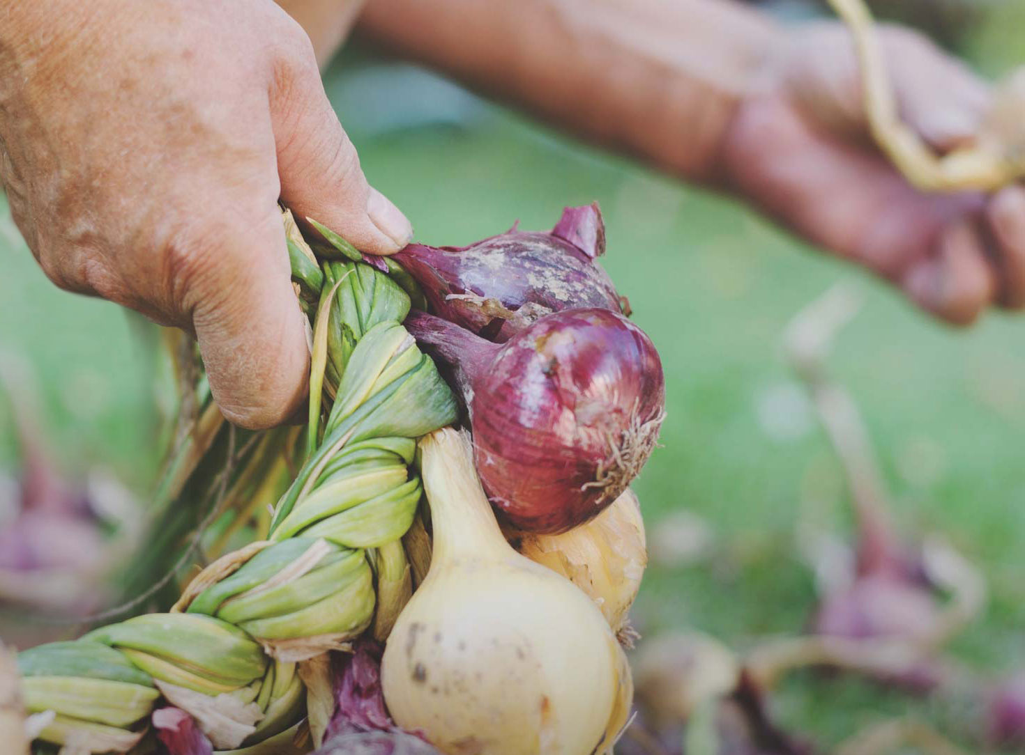 Onion Harvesting, Packing & Shipping - Dalena Farms Inc.